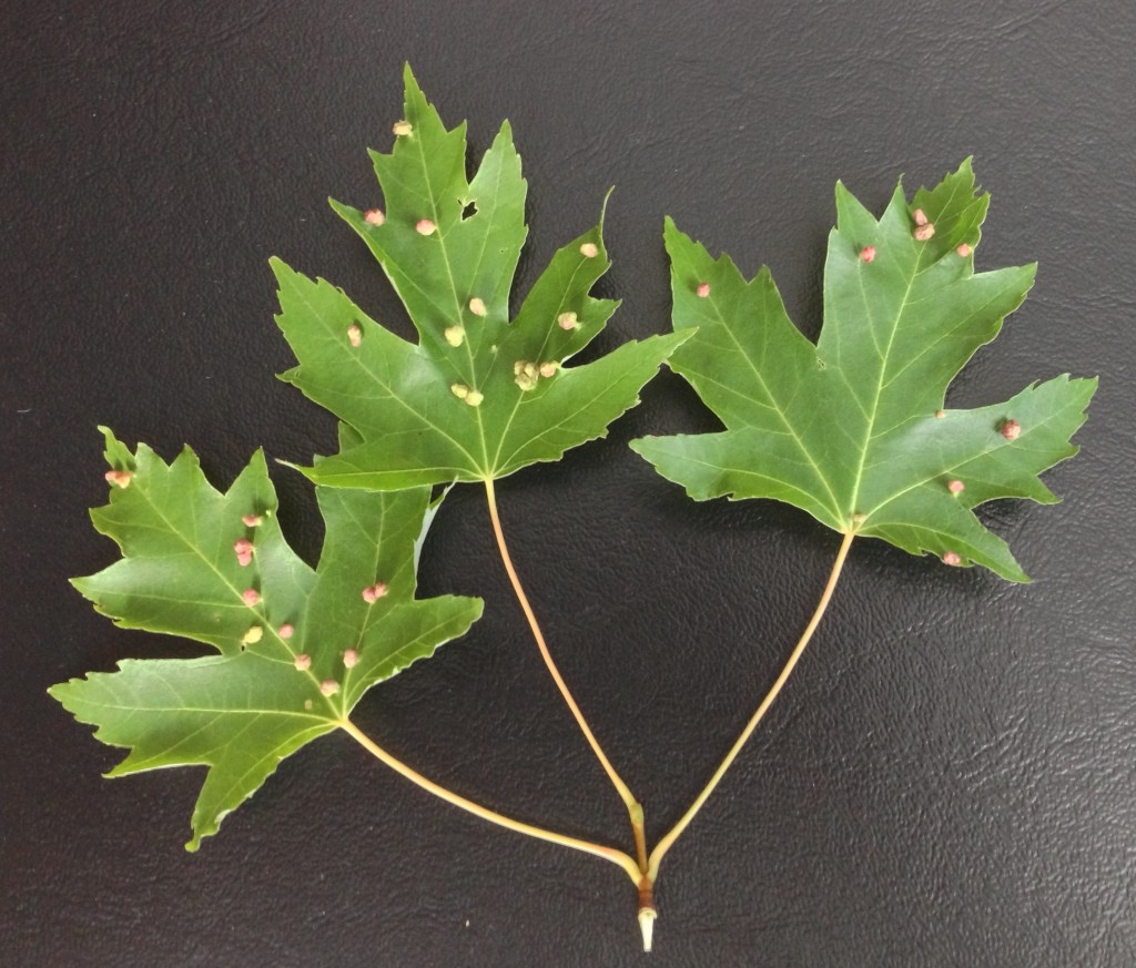 Organism of the week #29 – Galling – Polypompholyx