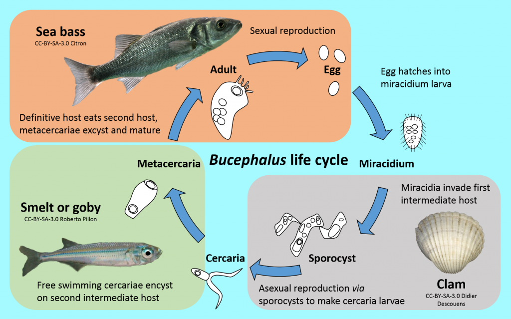 Organism of the week #25 – Bull headed – Polypompholyx
