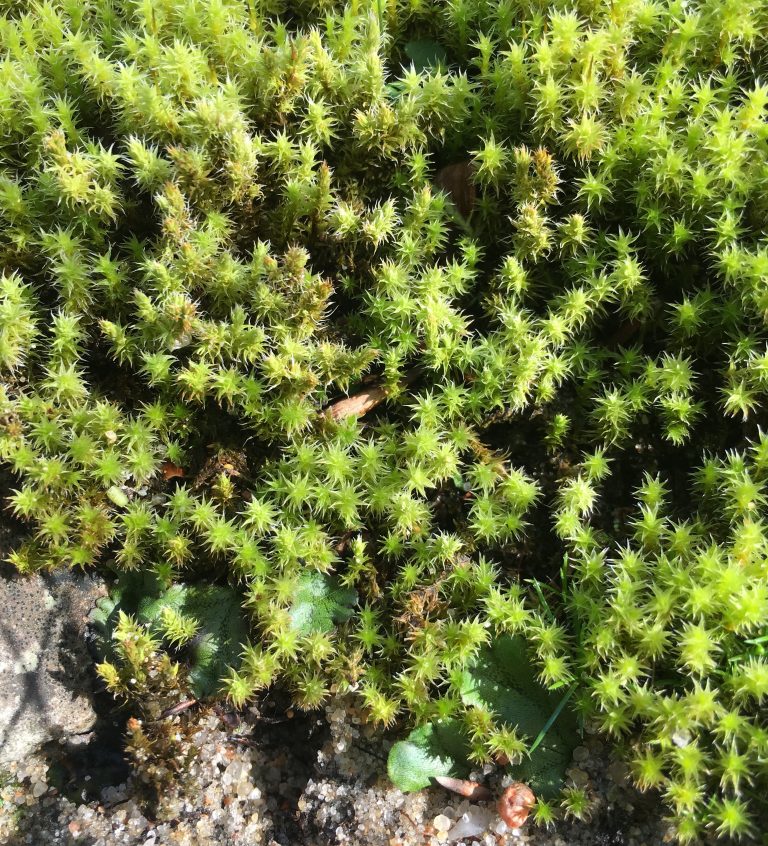 Polypompholyx