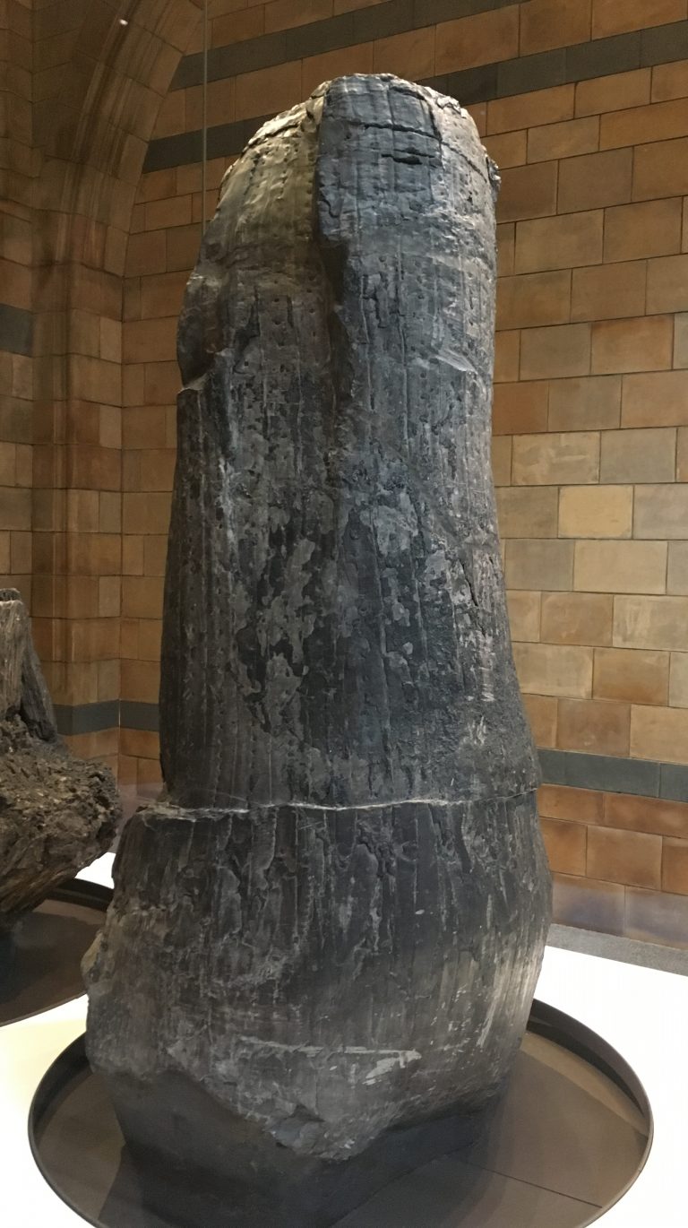 Polypompholyx